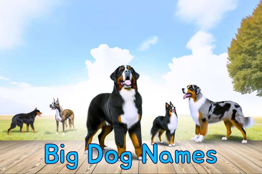 Best Red Dog Names: Unique & Memorable Picks for Your Red-Haired Puppy ...